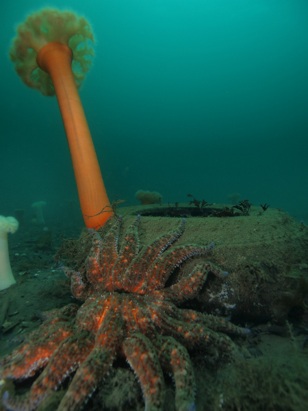 Open Water Scuba Diver - Adventure Sports Scuba